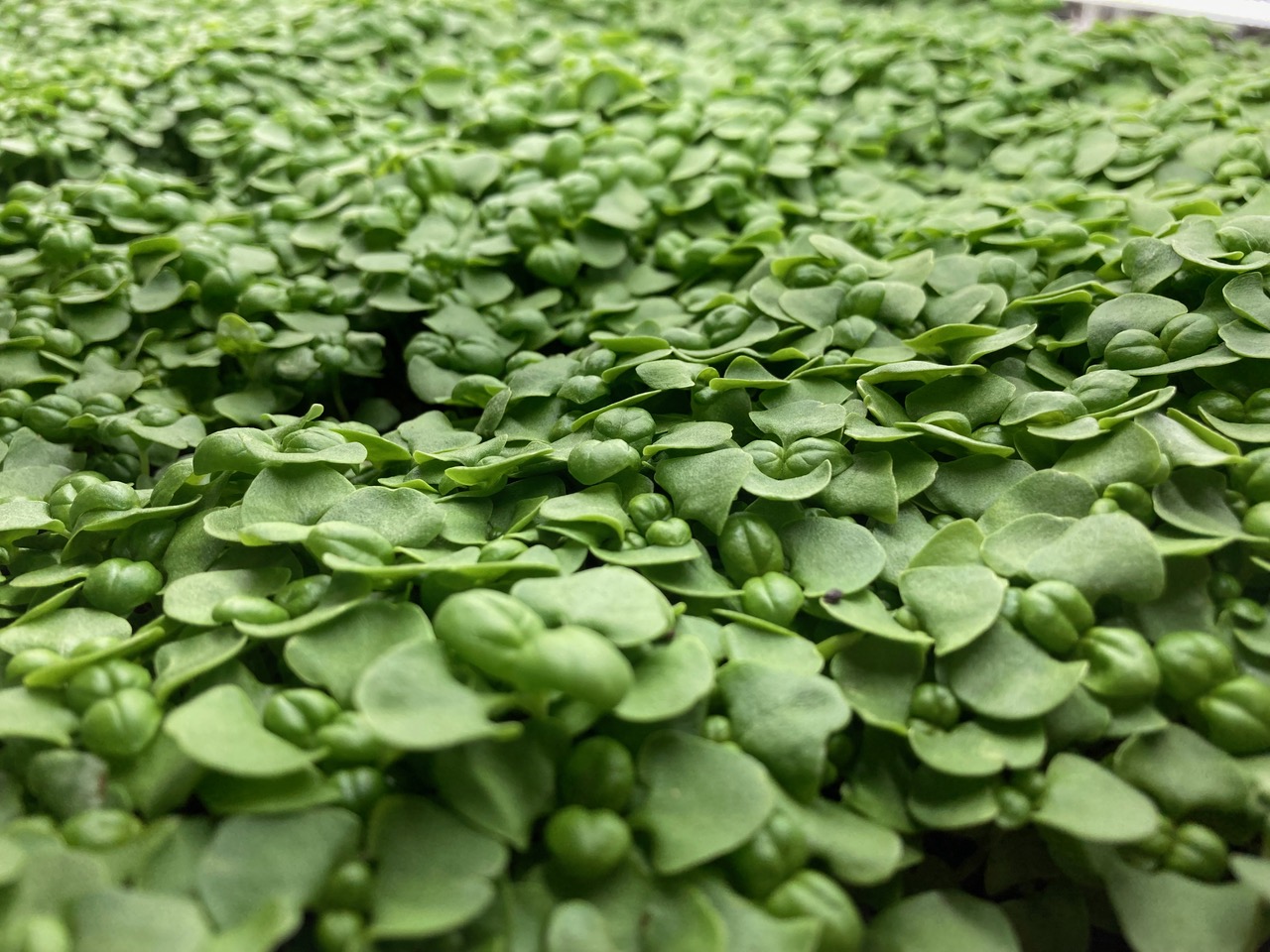 Growing Micro-greens: Tips From the Pros - Donna Balzer