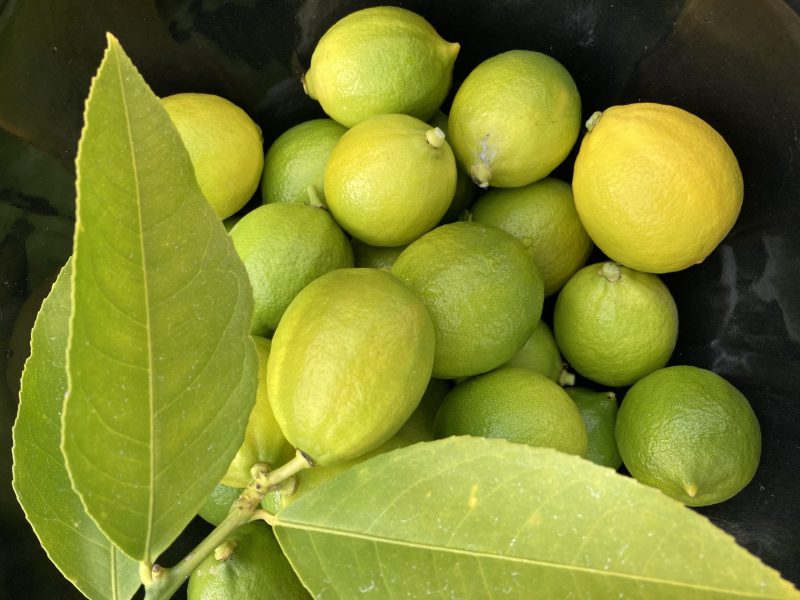 Grow Lemons at Home In Cold Climates! - Donna Balzer