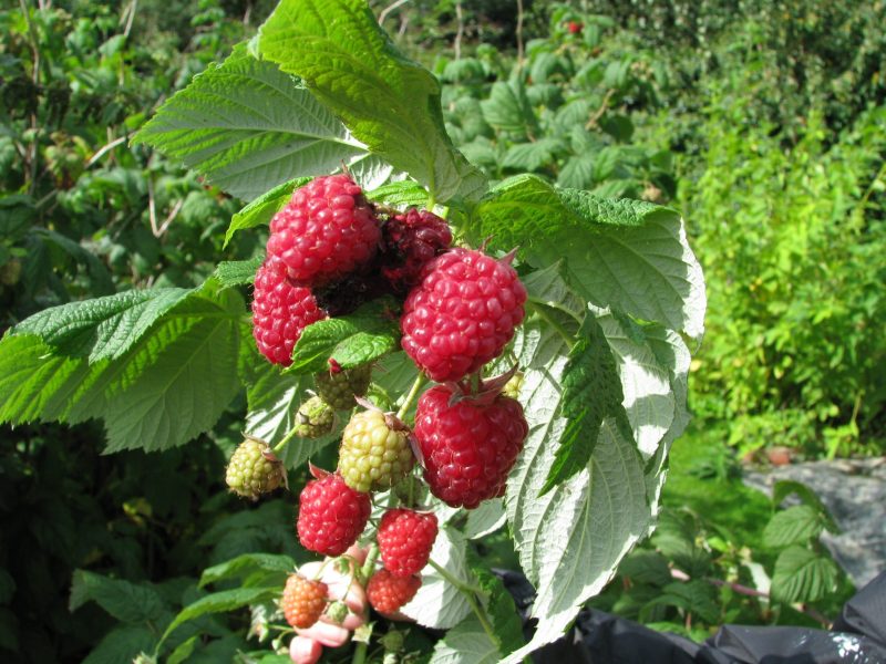 Grow Raspberries in Cold Climates - Donna Balzer